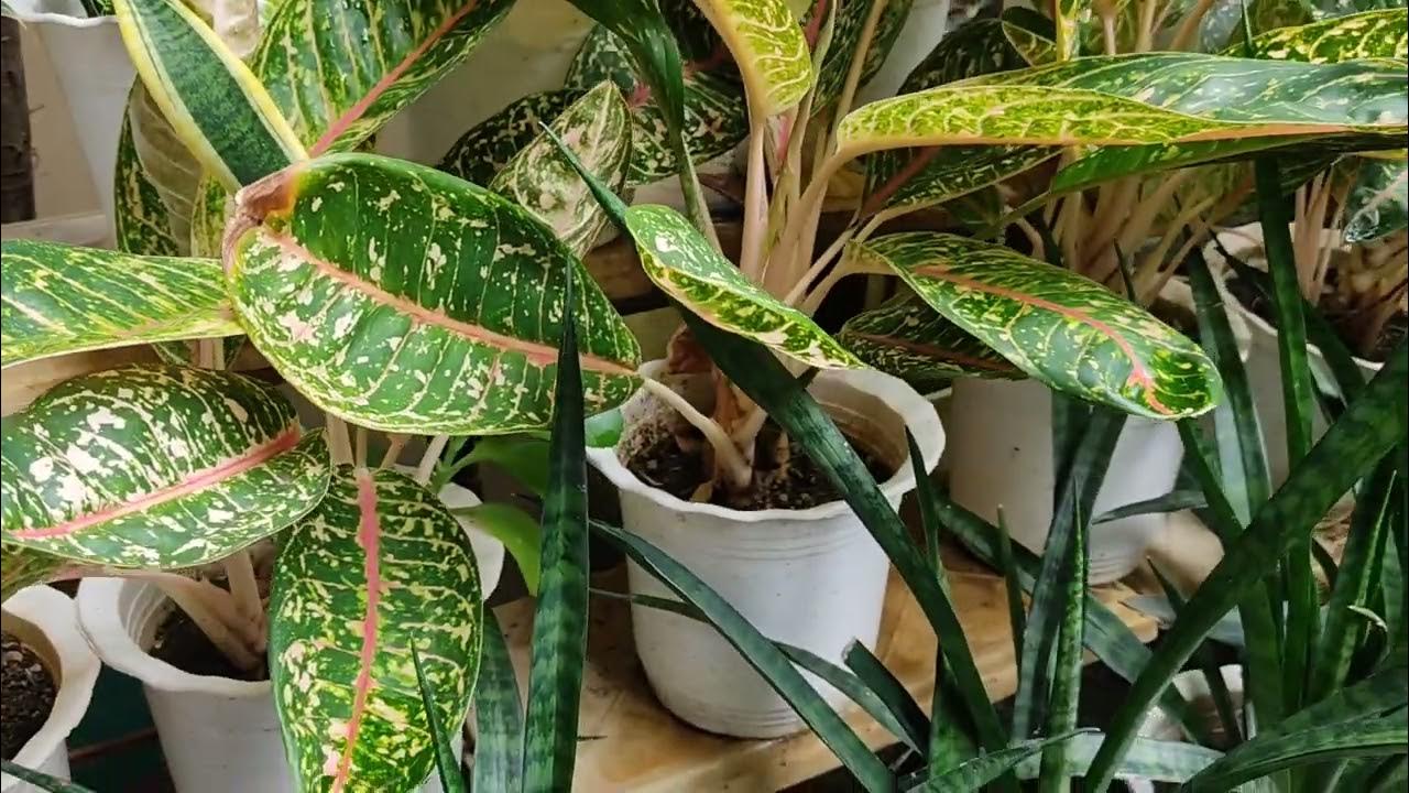 My Home Philippines sa aking mini garden - YouTube