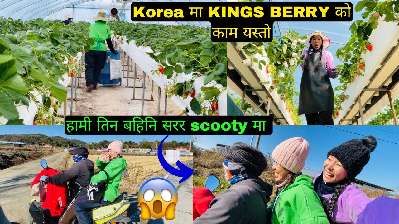 KOREAMA KINGS BERRY KO ROPAI SURU 😳 || SCOOTYMA 3 JANA FILILI😂 || # ...