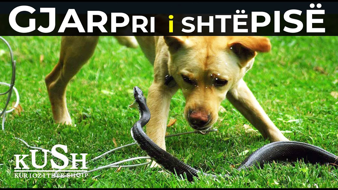 Gjarpri i Shtëpisë. - YouTube