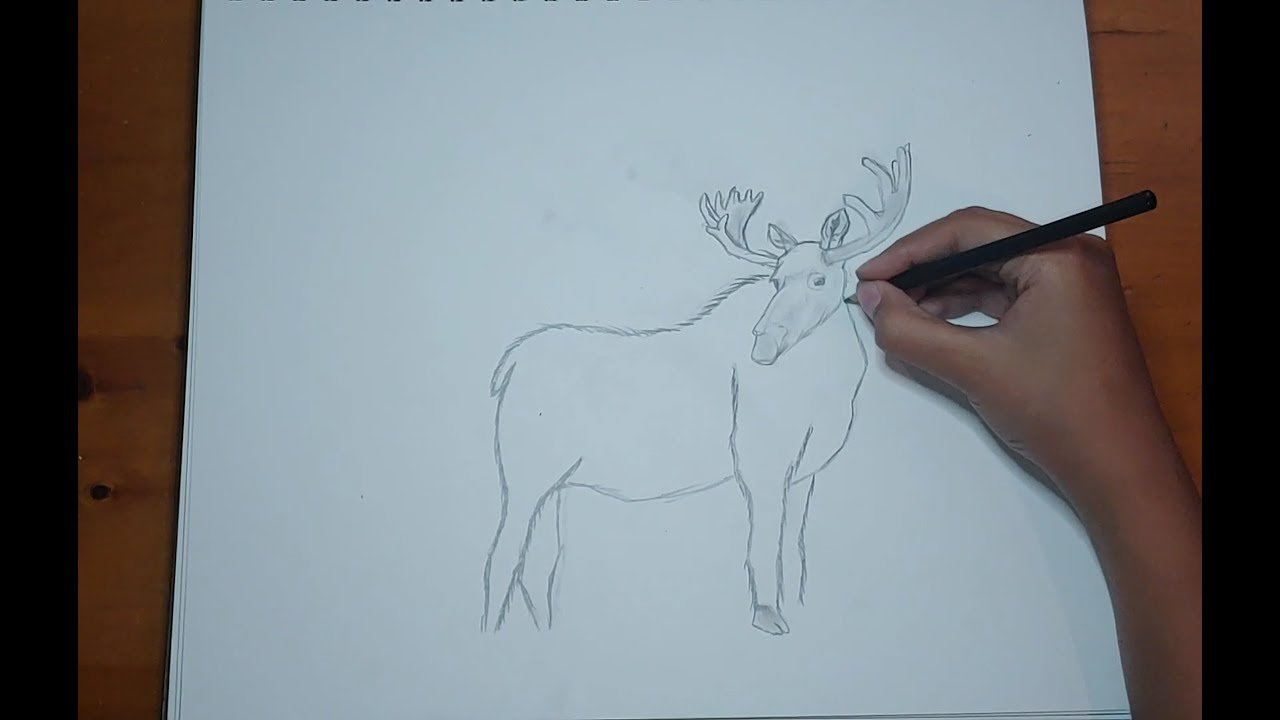 Como dibujar un alce--How to draw a moose - YouTube