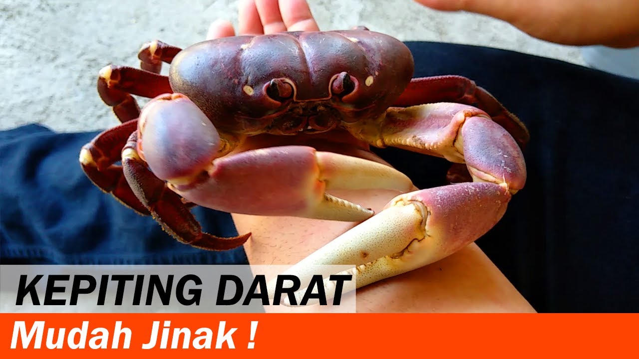 Kepiting Darat Mudah Jinak! | Kepiting Darat | Crabpedia - YouTube