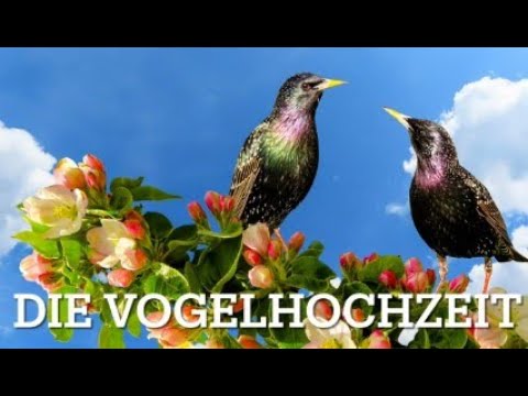 Vogelhochzeit - Deutsches Volkslied aus dem Spätmittelalter ...