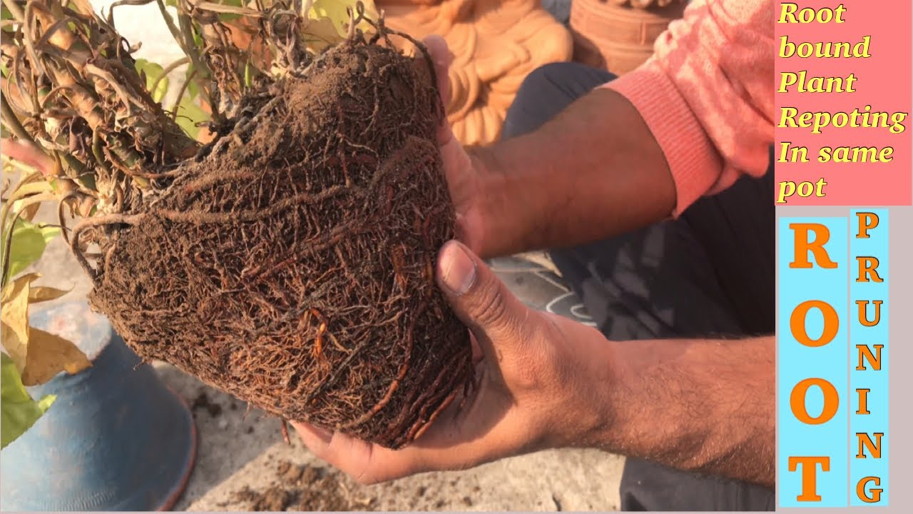 root pruning container plants| root bound plants repotting | how to ...