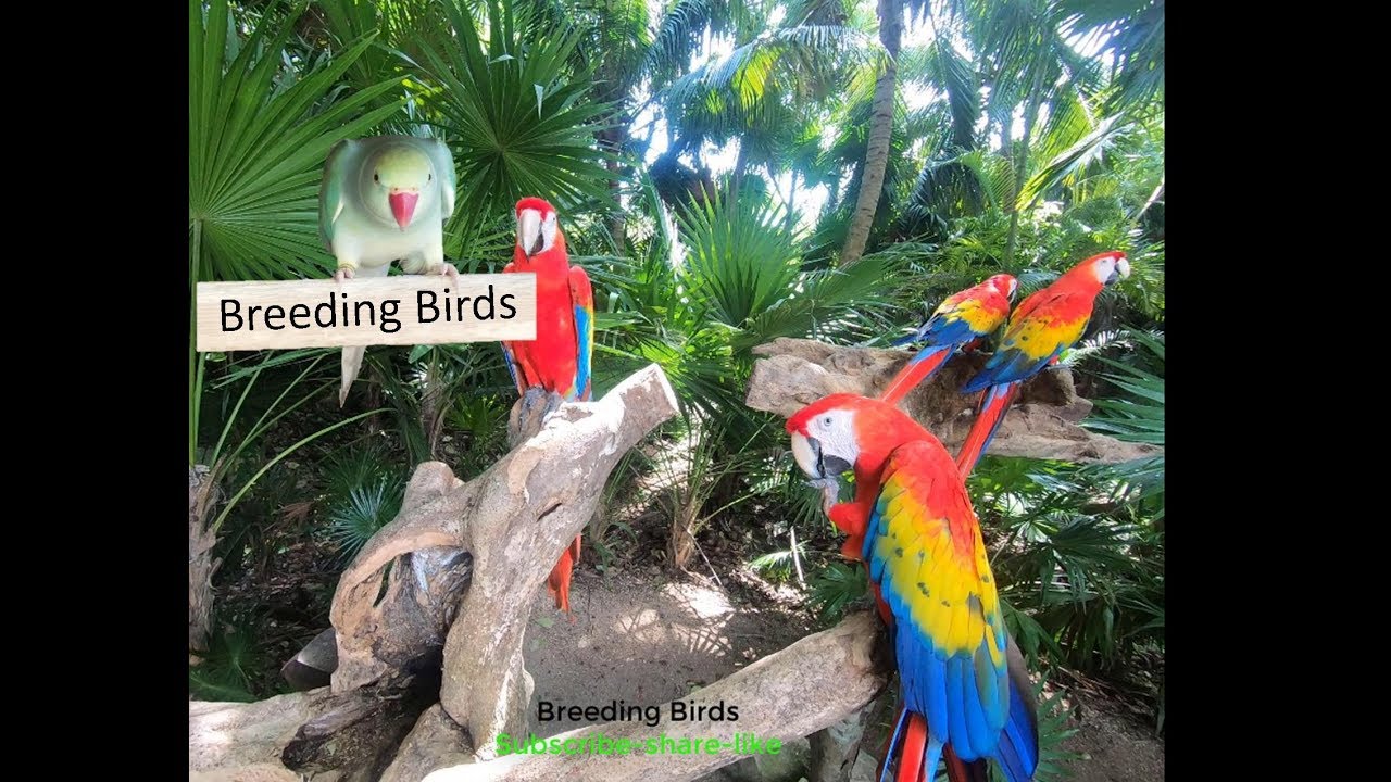 Six scarlet macaws from breeding birds 4k video - YouTube