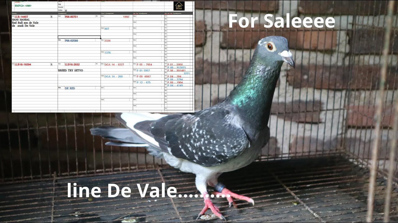 MERPATI POS BETINA TRITIS, POTENSI JARAK JAUH - YouTube