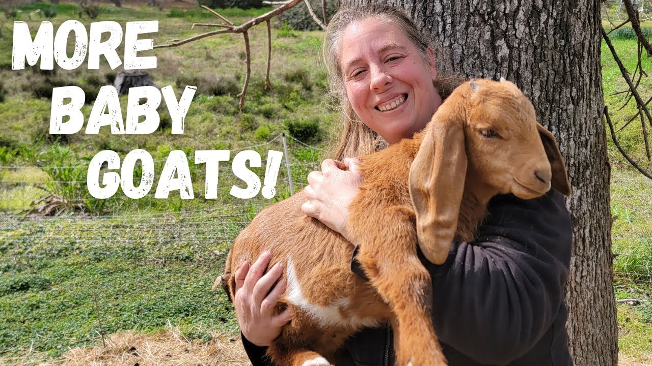 Meet The Rest Of Our New Baby Goat Kids | Kidding Season 2023 (Part 2 ...