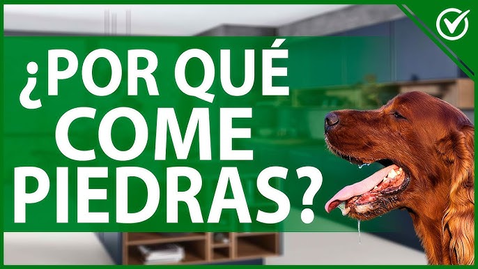Por Qué Mi Cachorro Intenta Comer Piedras