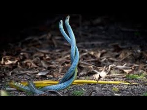 ŞİİRLER-Yılanı Seviyorum Ulan Yılanı!!-Muhteşem Seçkin bir, Ali Can Şiiri-Bir Dünya Sesli ŞİİR DİNLE