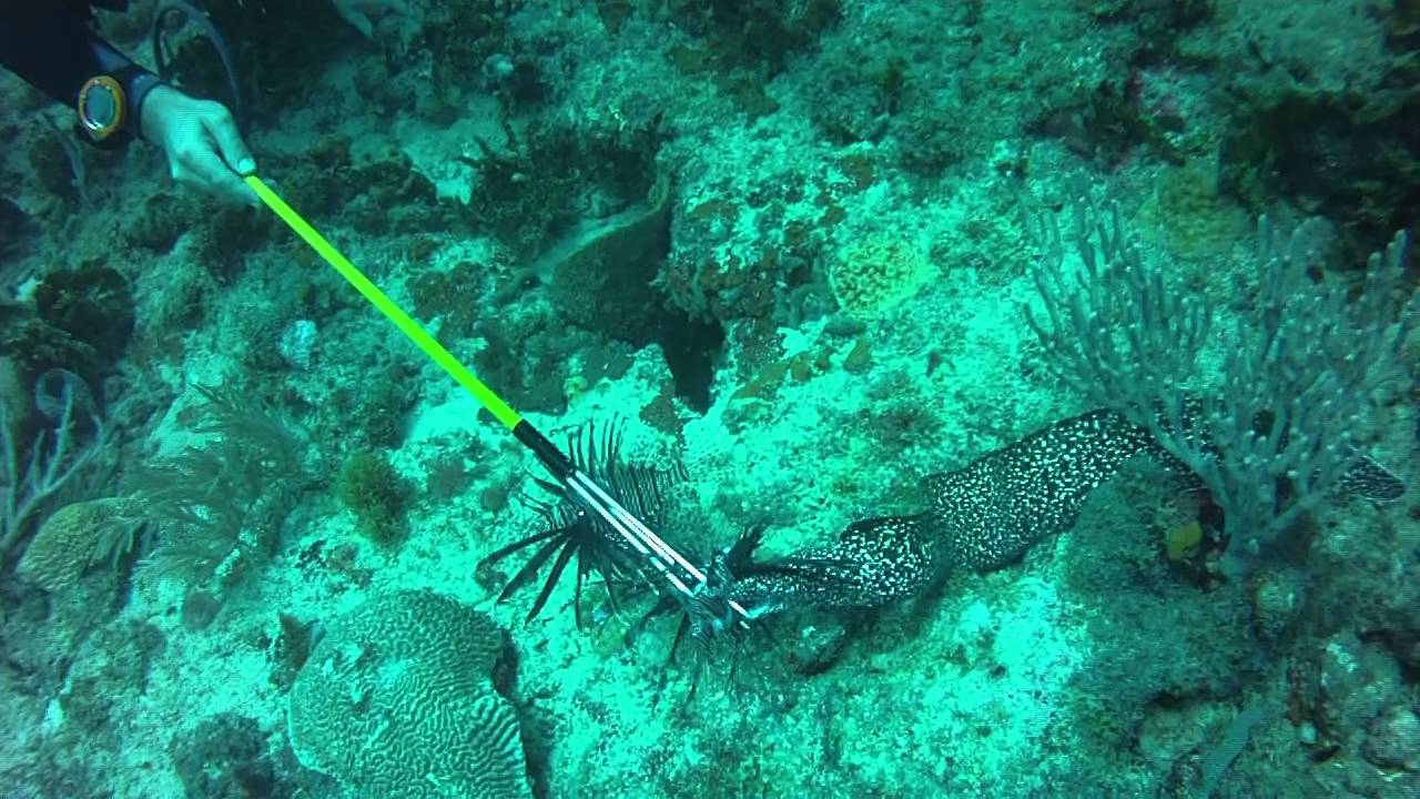Red Devil Scuba Eel in Grenada - YouTube
