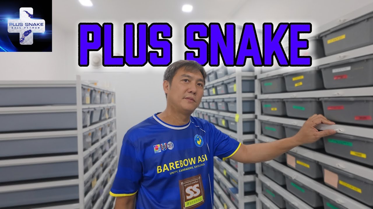 งูตัวละ 1xx,xxx !!! อัพเดตลูกงู ปี 2025 | Plus Snake - YouTube