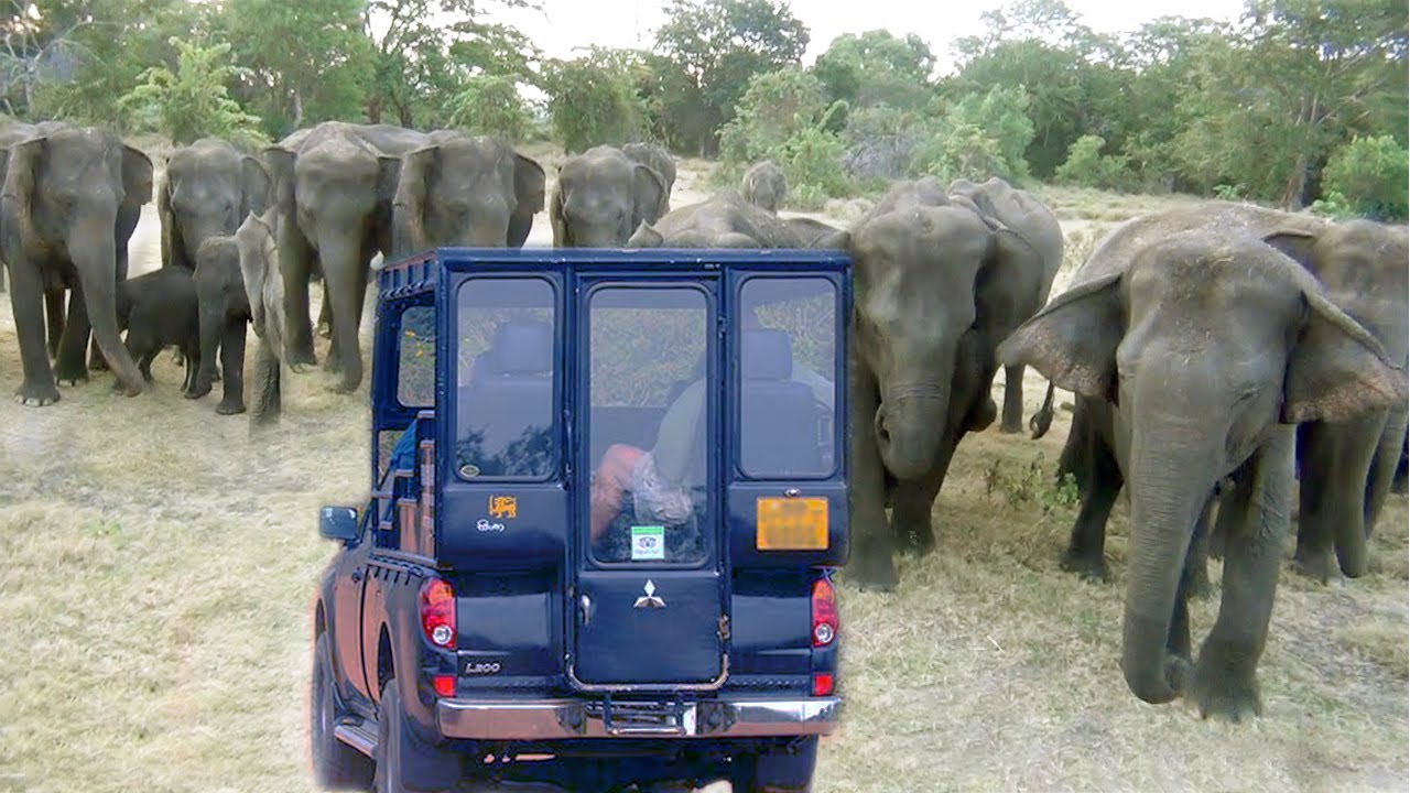Group of elephants surrounded the safari jeep | Elephant | Wildlife ...