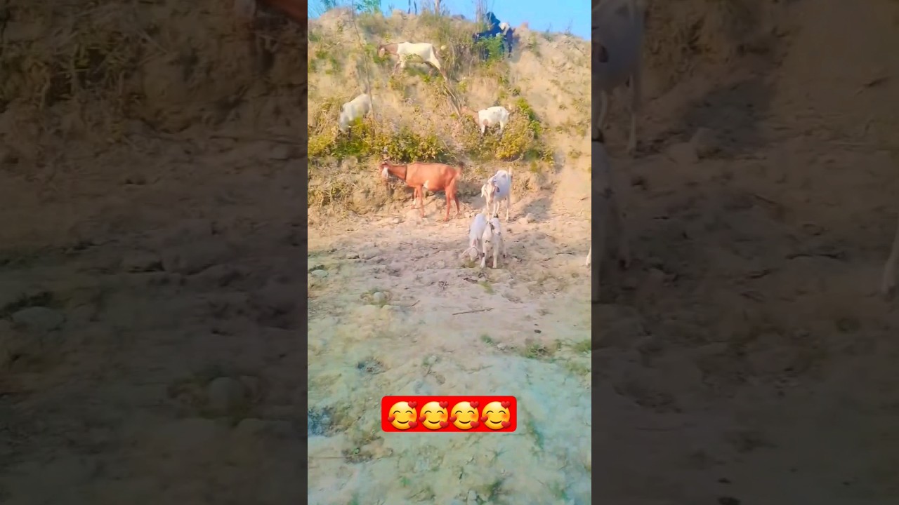 baby Goat sounds #viralvideo #shortvideo #beautiful #goat # - YouTube