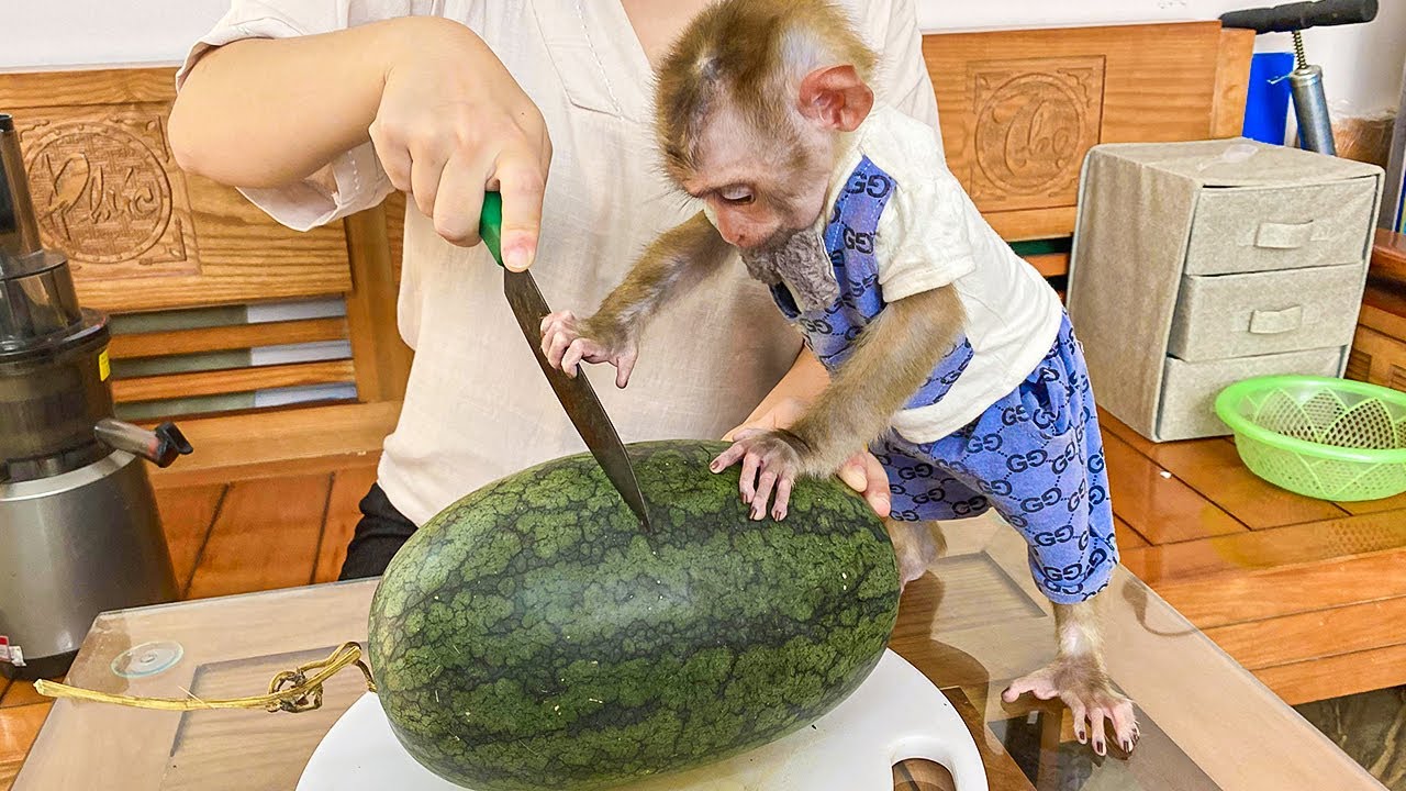 Monkey DauTay’s Juicy Watermelon Feast – So Fun and Adorable - YouTube