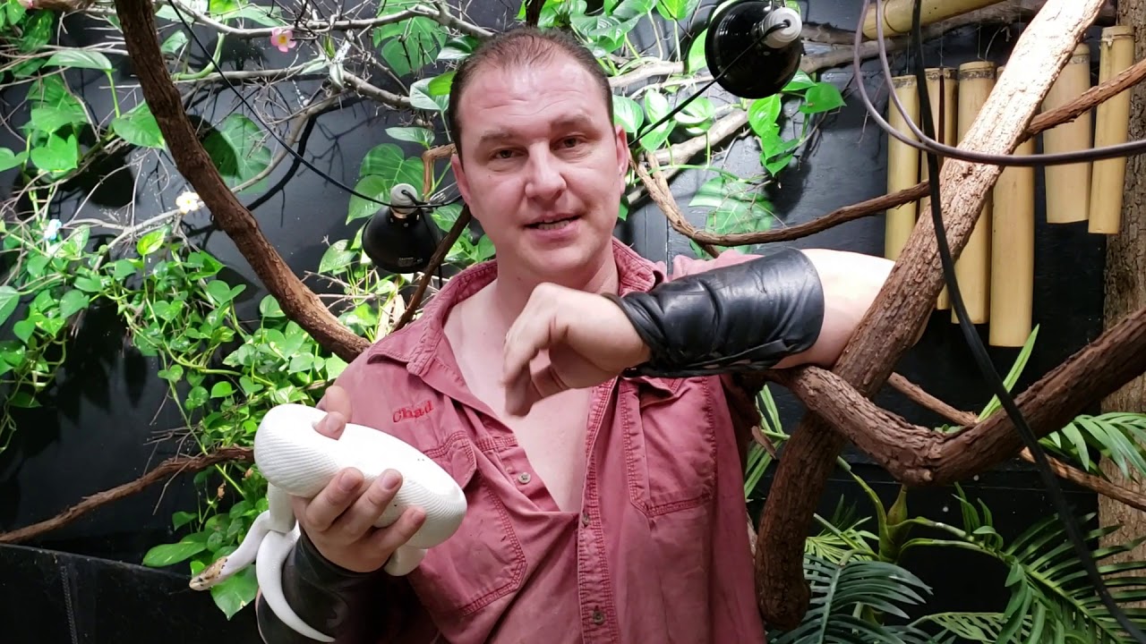 spied ball python ( spider pied ball python ) BEAUTIFUL - YouTube