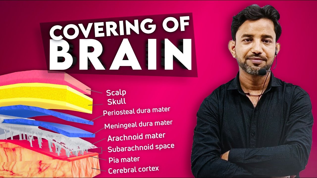 Human Brain | Coverings of the Brain | मस्तिष्क की परतें | Parts ...