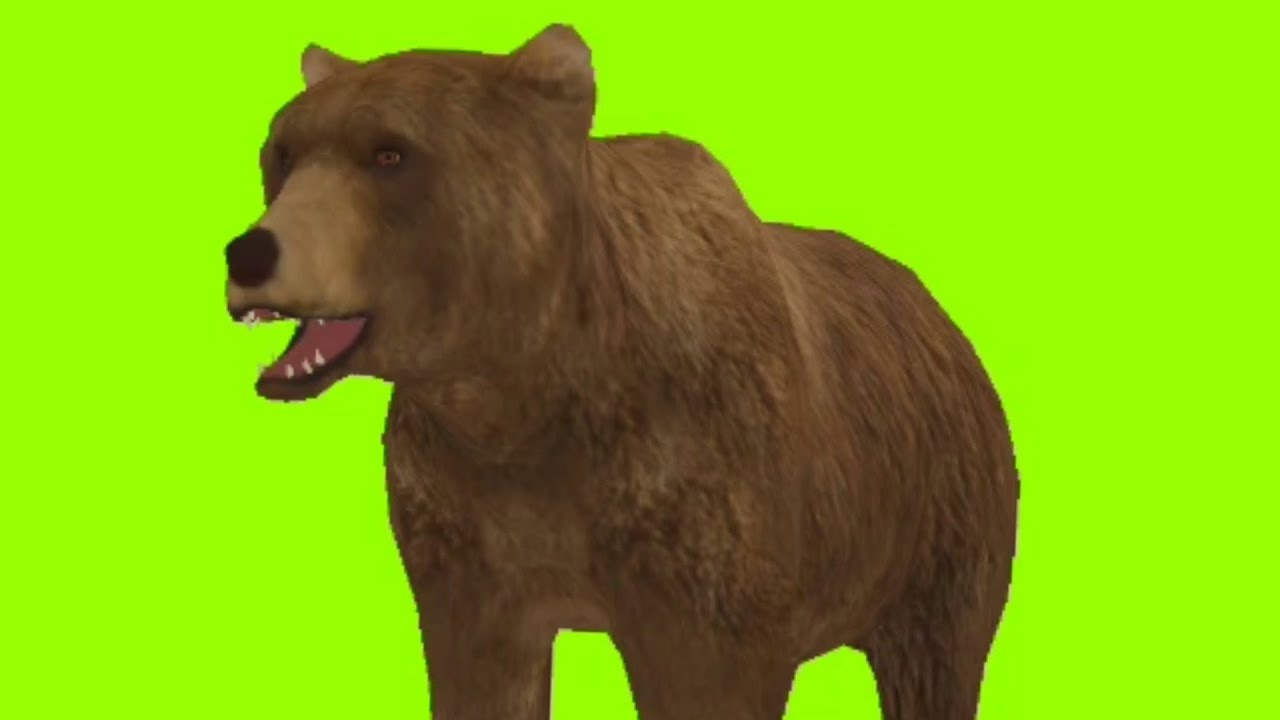 Bear Green screen | No Copyright free green screen ...