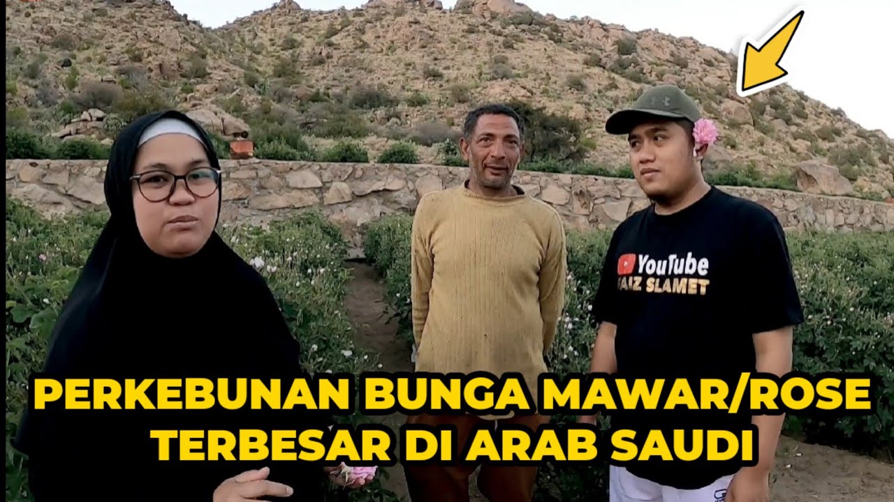 PERKEBUNAN BUNGA MAWAR/ROSES TERBESAR DI ARAB SAUDI - YouTube