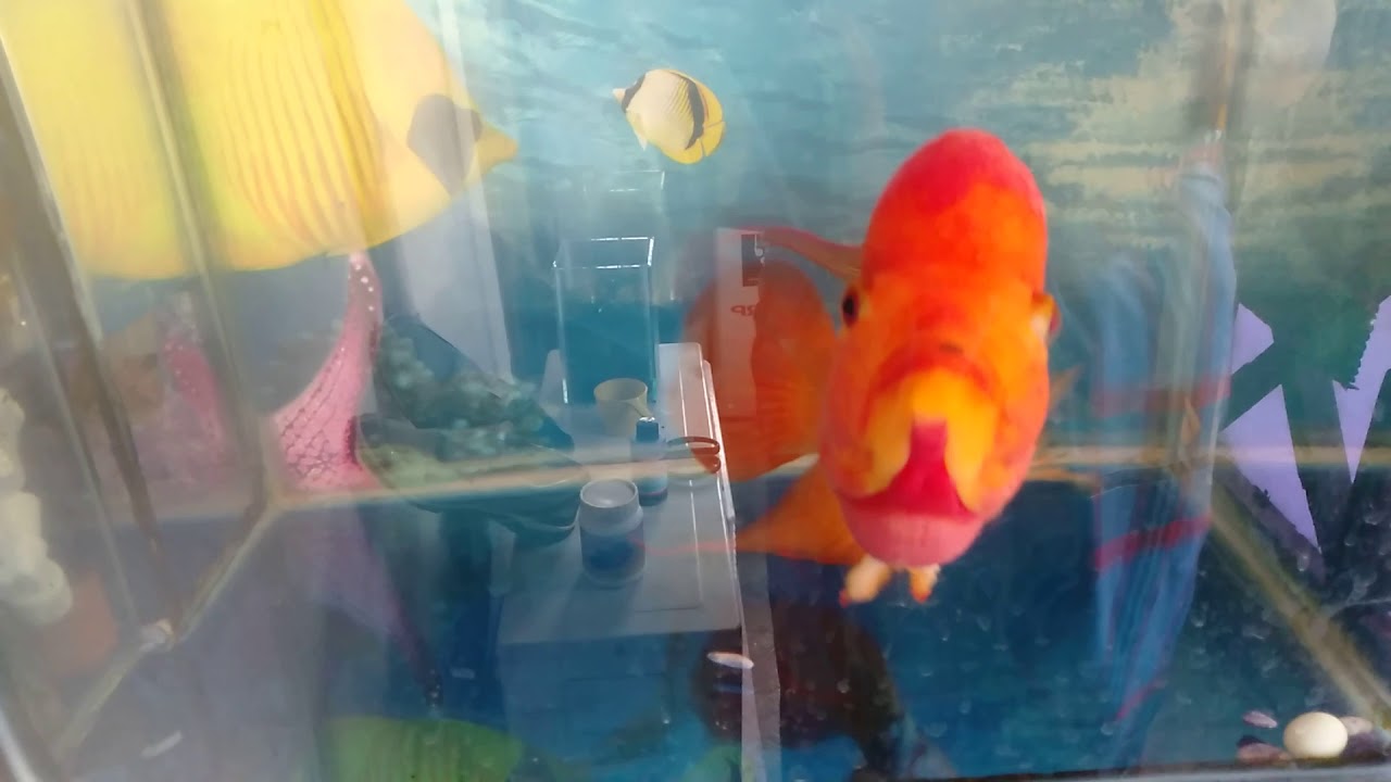 Louhan Golden Base Classic - YouTube