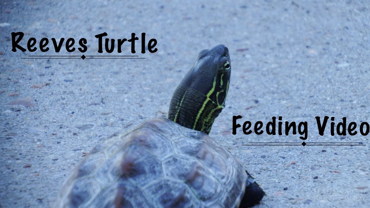 Reeves Turtle Feeding Video - YouTube