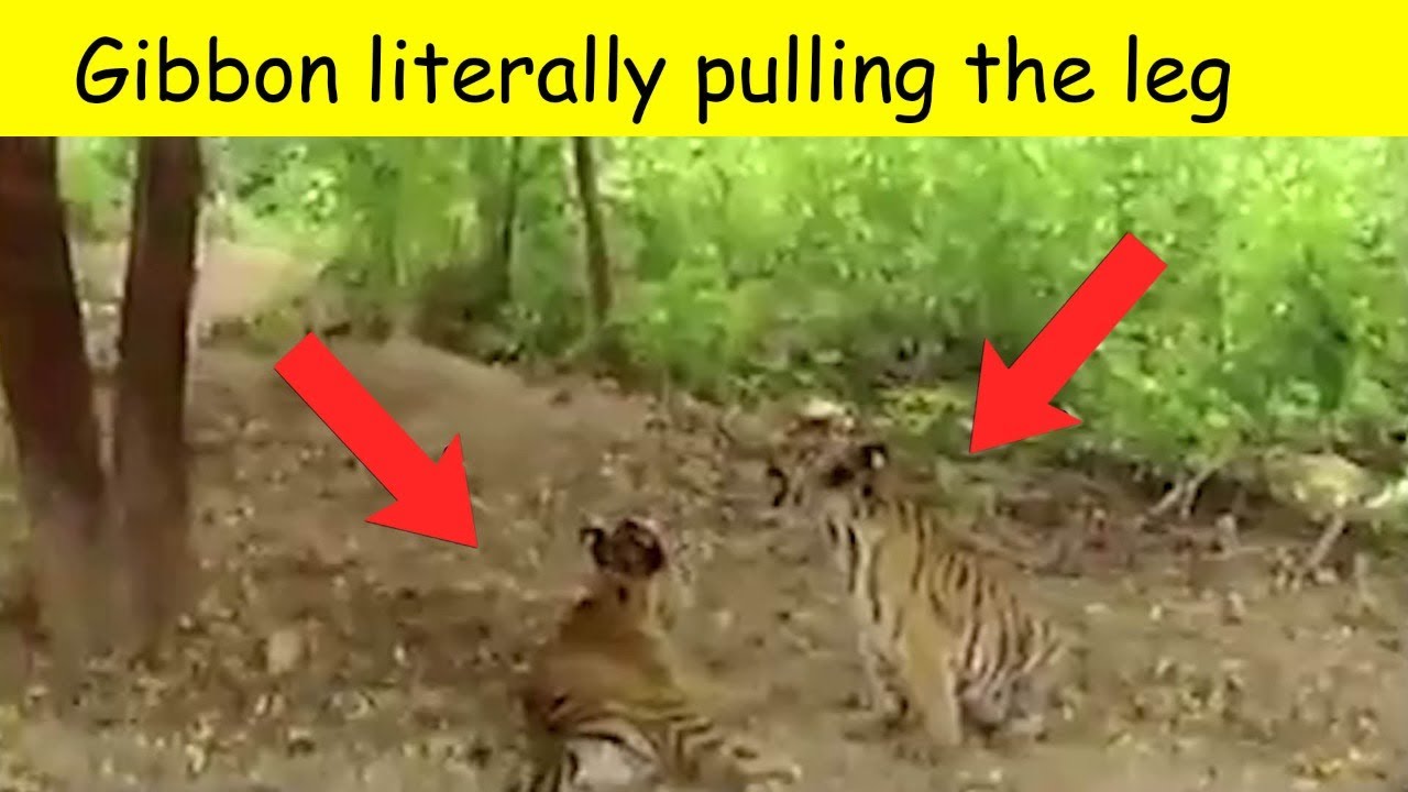 Monkey Teases Tiger Very funny | Watch Viral Video - YouTube