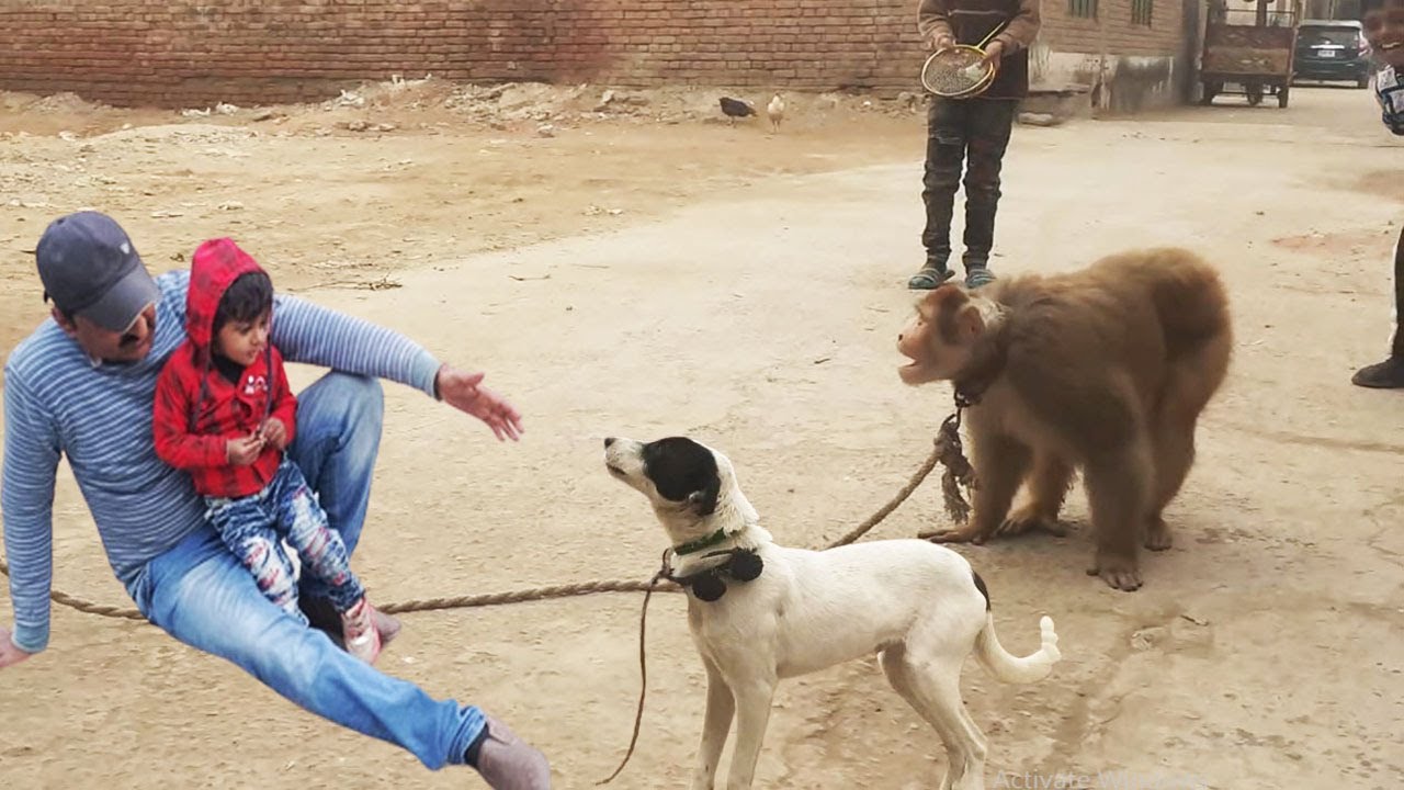 Funny Monkey Dance | Bandar ka tamasha in Pakistan | Street Entertainer ...