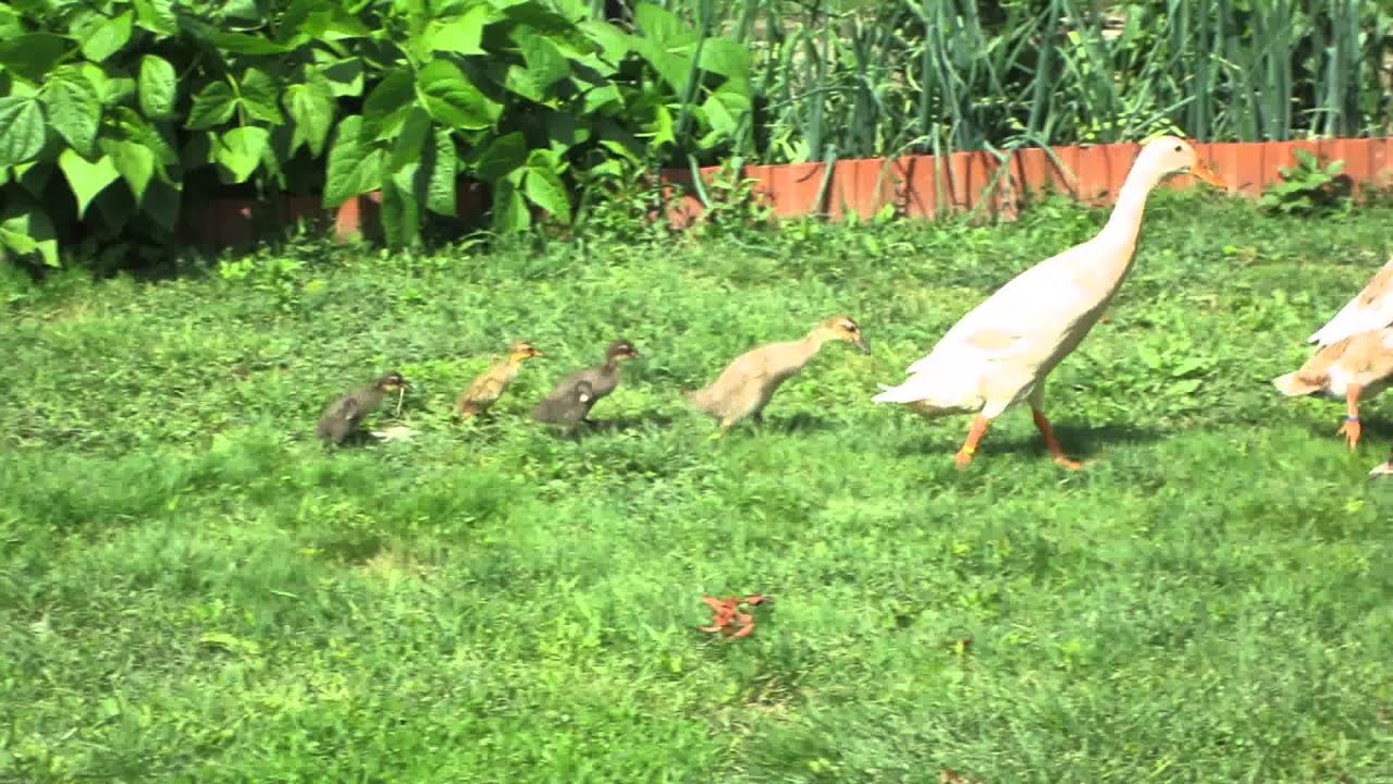 4 babies - Indian Runner Duck / Indický bežec - YouTube