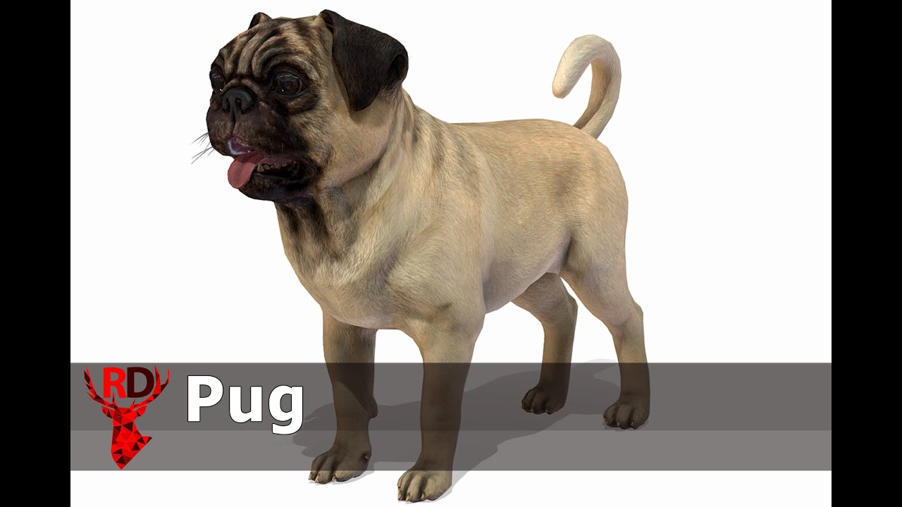 Dog Pug animations - YouTube