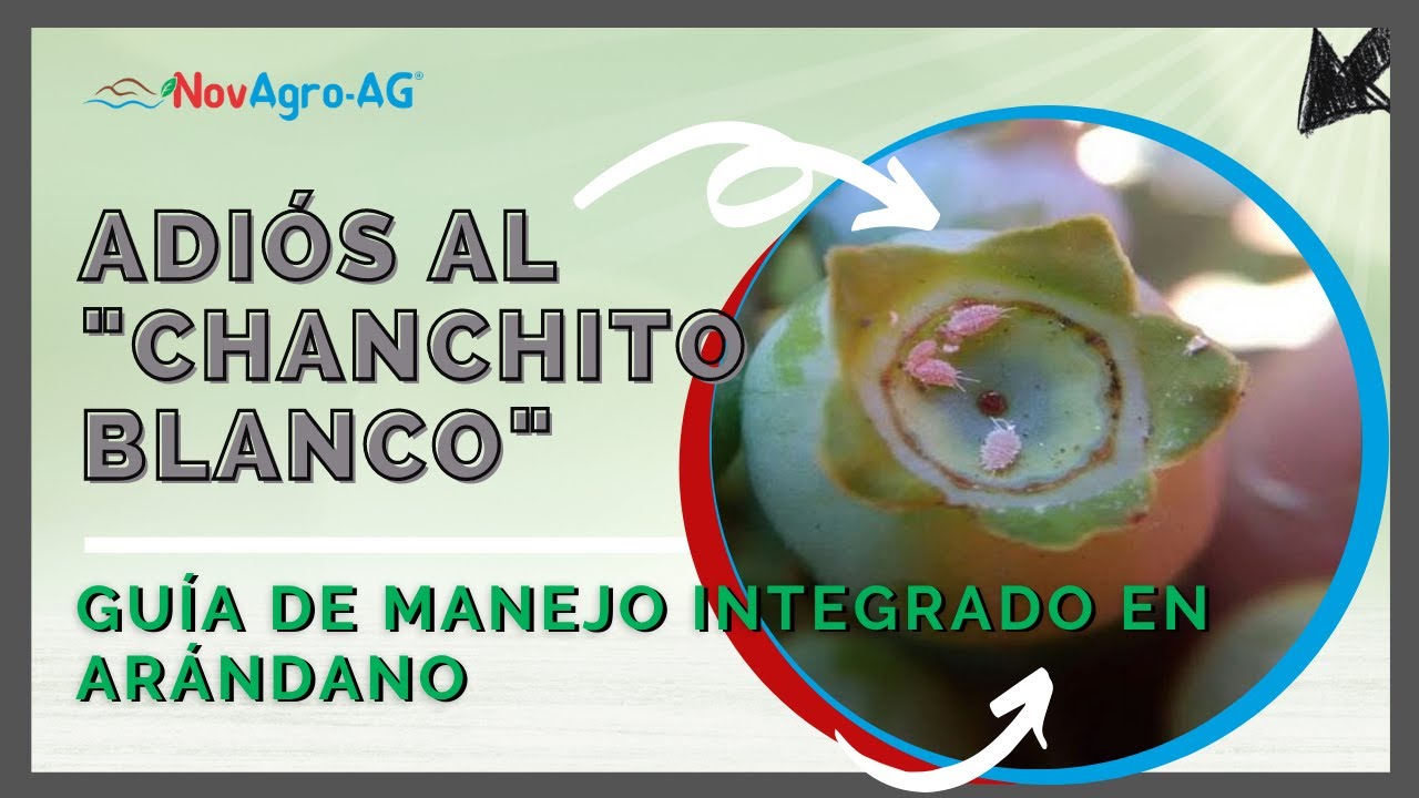 Chanchito blanco en cultivo de arándano??😰 Guía de Manejo Integrado ...