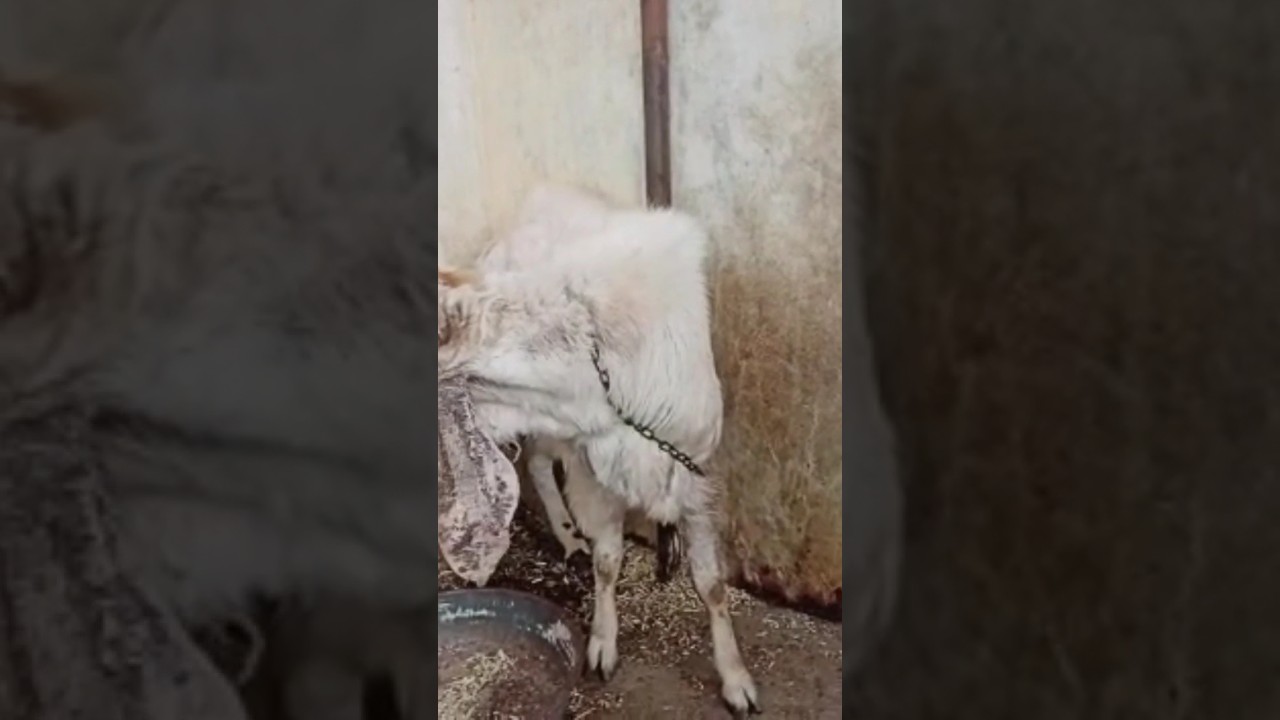 india ka sabse bada bakra || 200kg ka bakra || big goat india all india ...