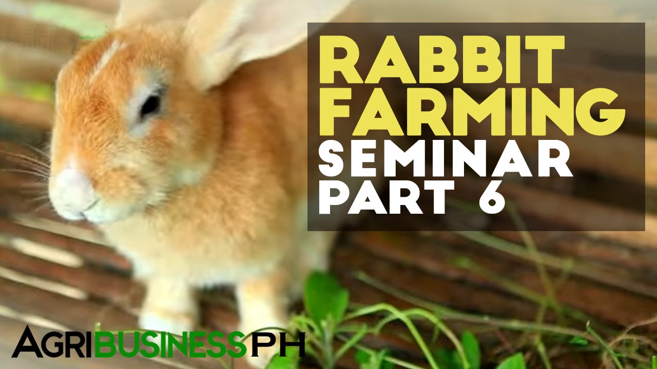 Rabbit breeding | Rabbit farming seminar part 6 #Agribusiness - YouTube