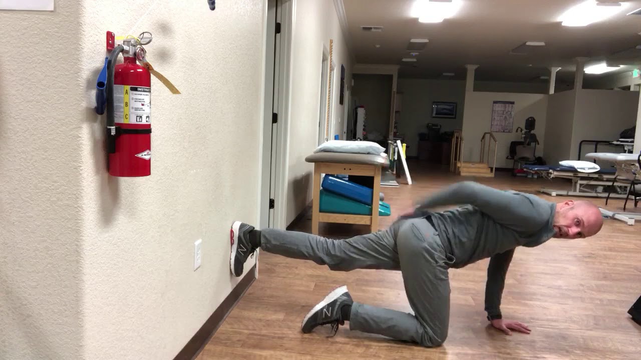 Wall Bird Dog - YouTube