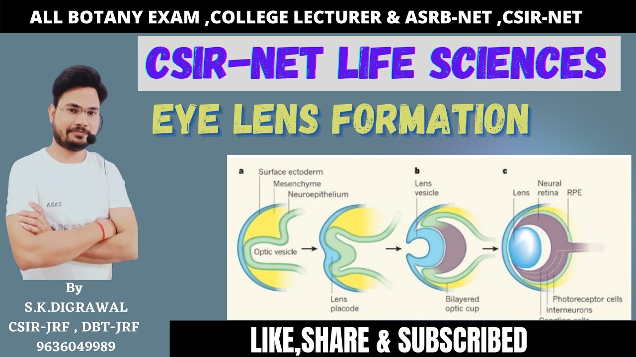 EYE LENS FORMATION IN AMPHIBIANS || CSIR-NET LIFE SCIENCES || Induction ...