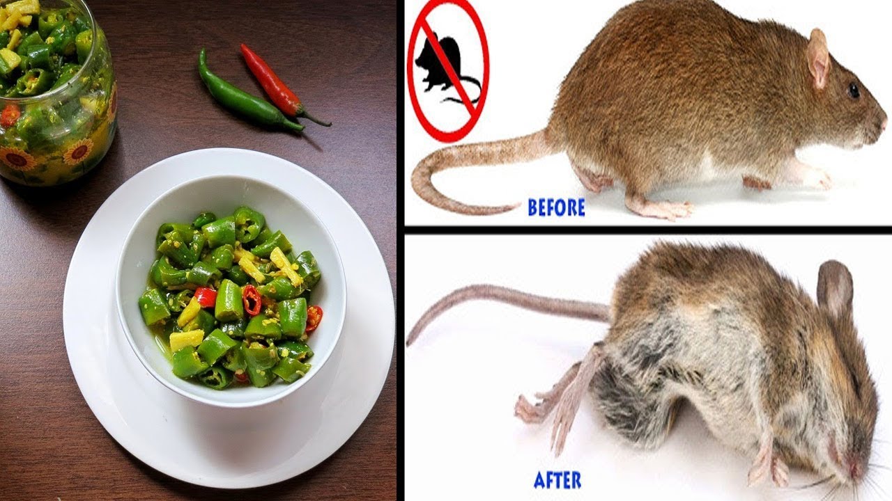 Natural Way Get Rid Of Mice Permanently - YouTube