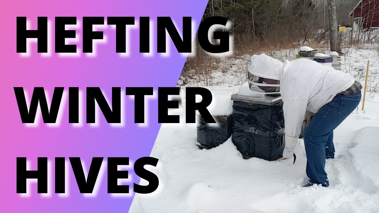 Hefting winter hives - YouTube