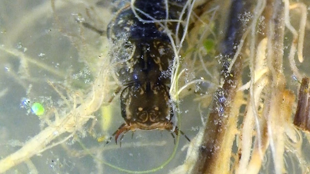 Predaceous Diving Beetle Larvae
