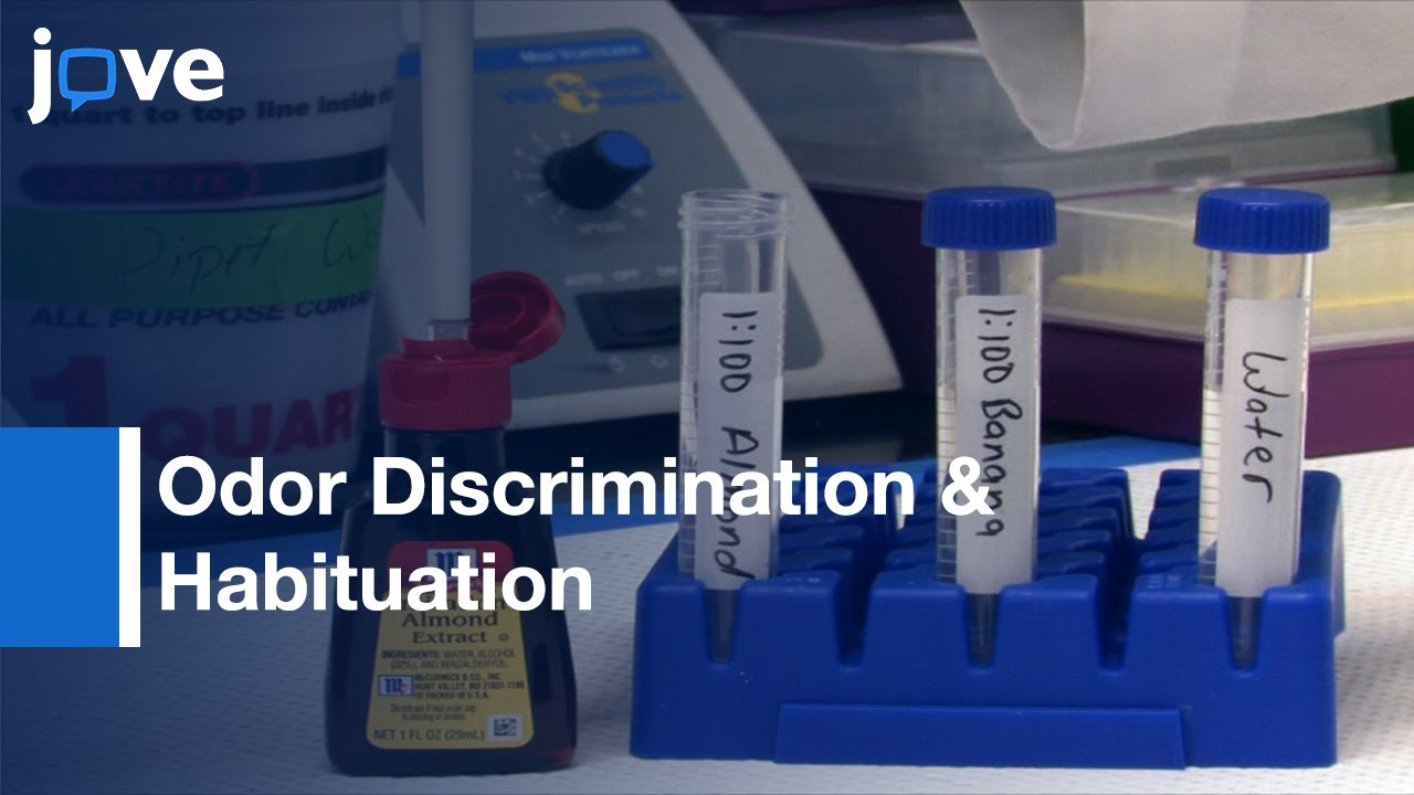 Testing For Odor Discrimination & Habituation In Mice l Protocol ...