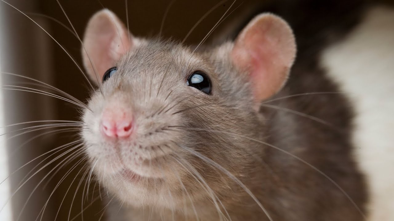 G2XSA (Frenzy) vs Uprising Morsive Rat 🐭 - YouTube