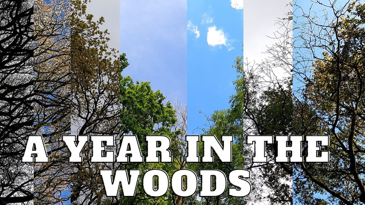 One Year of Nature Journaling in a Devon Woodland - YouTube