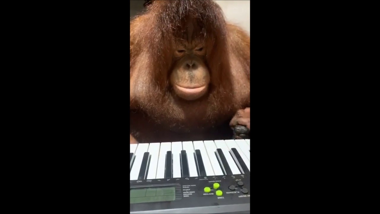 Monkey playing Piano - Luxury animals exotic - YouTube