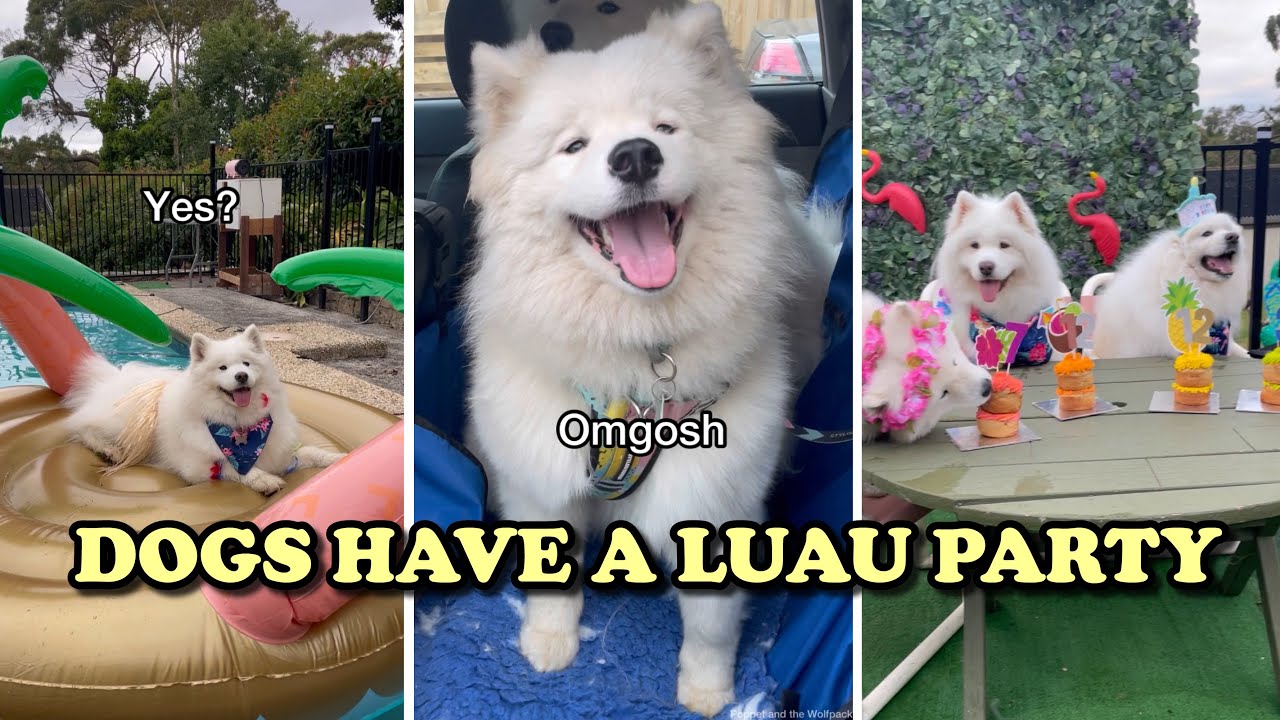 Samoyed Dogs have a Luau party! - YouTube