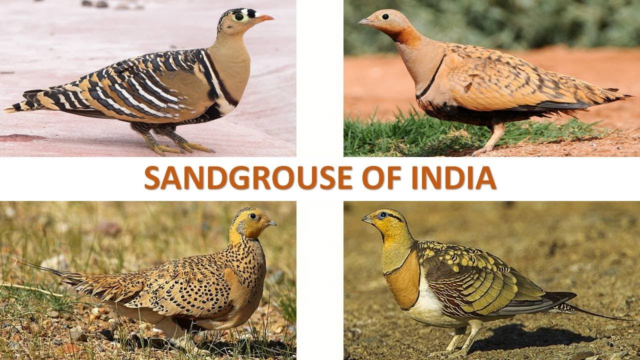 Sandgrouse of India 🇮🇳 | Birds | Indian Birds - YouTube