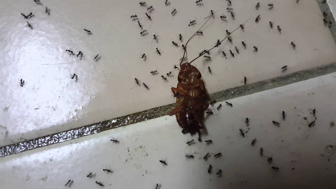 Roach vs ants in #formation! - YouTube