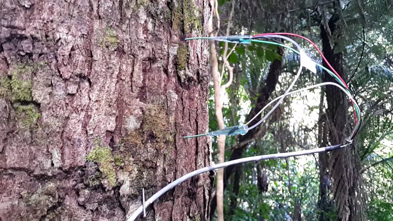 Sap flow sensors - how do they work? - YouTube