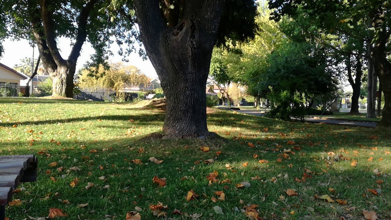 Signal Tree - YouTube