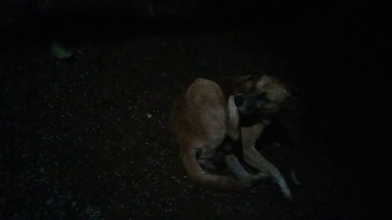 El perro diabólico - YouTube