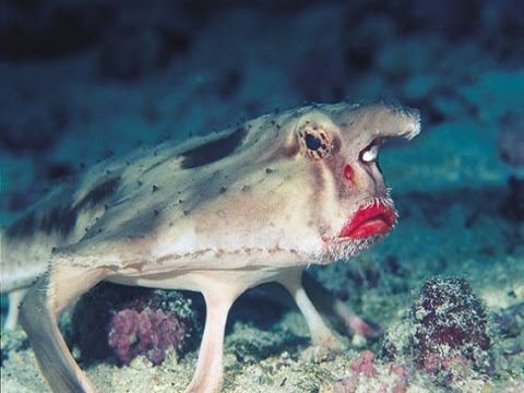 Strange-Looking Sea Creatures - #NationalGeographic - YouTube