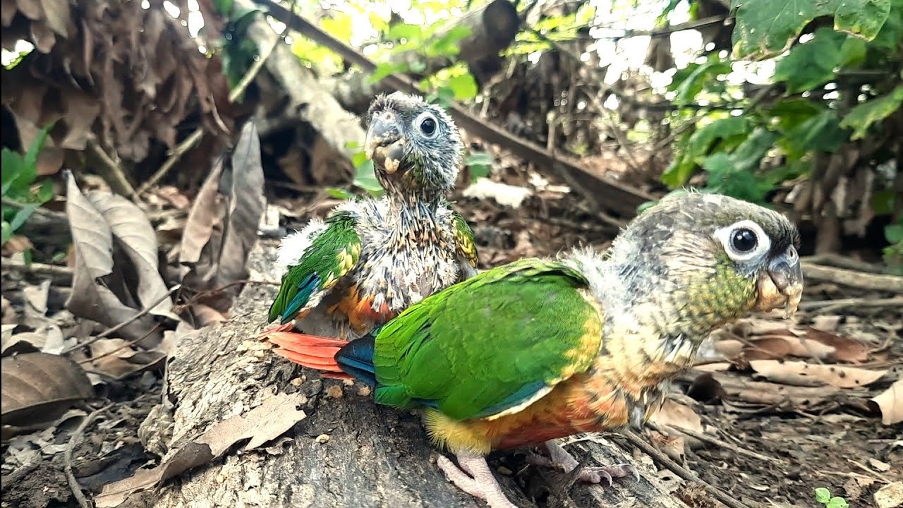 parrot in the forest parrot sound green cheek conure baby bird sound ...