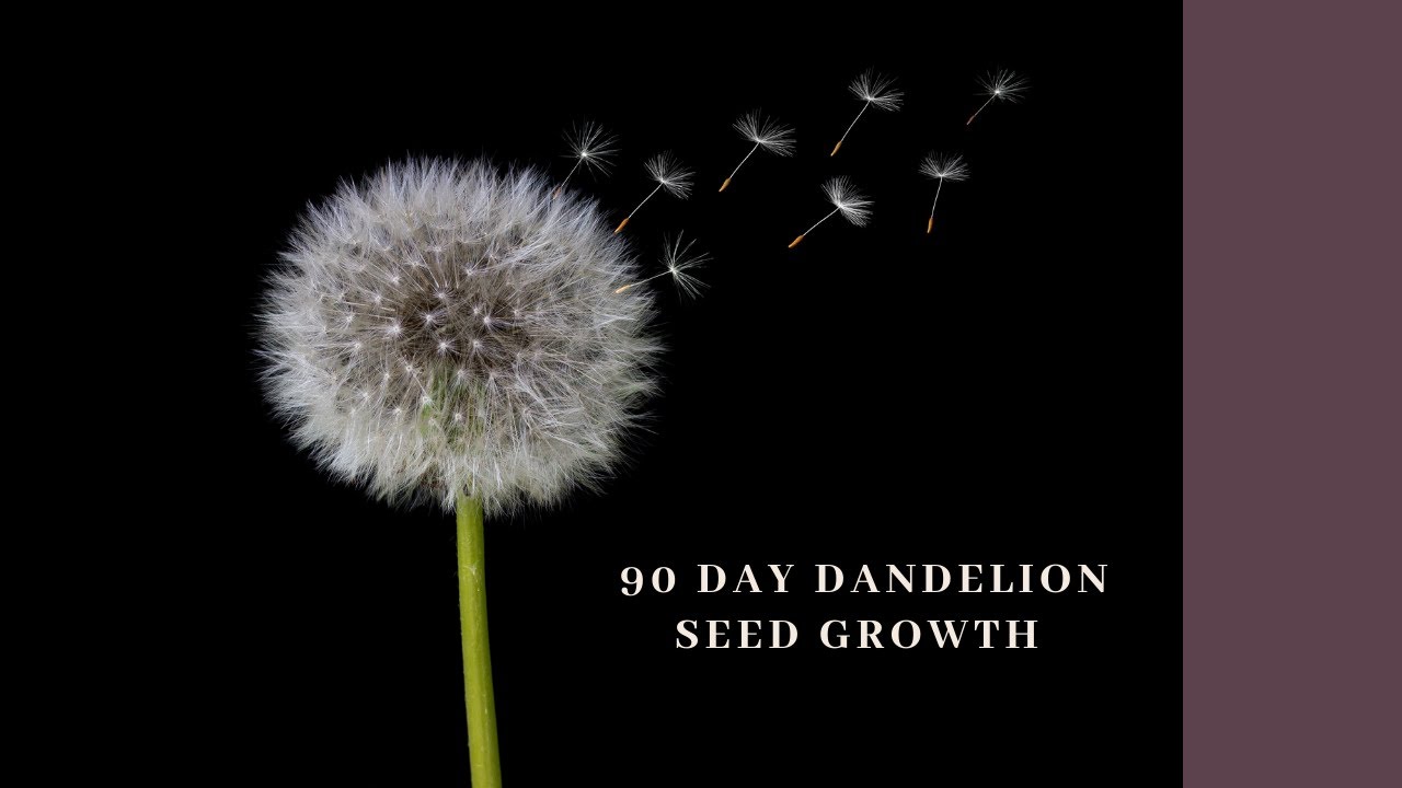 Dandelion Seed Growth Time Lapse - YouTube
