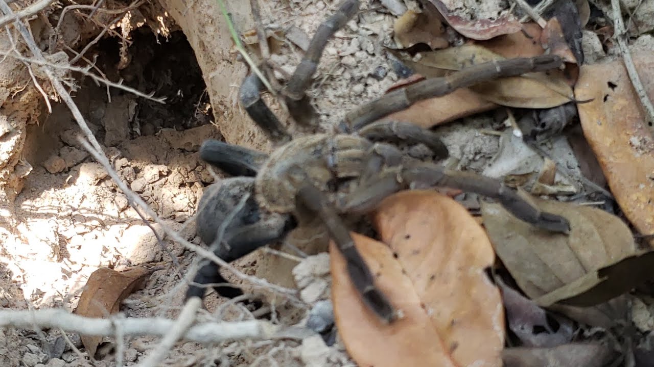 finding spider 🕷 in the forest ##countrysidelife #forest - YouTube