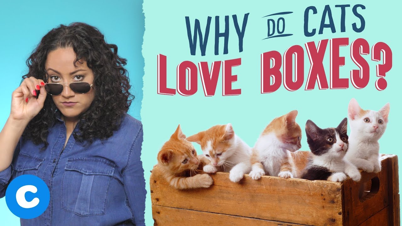 Why Do Cats Love Boxes? - YouTube